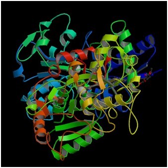 transferrin fragment|Transferrin fragment