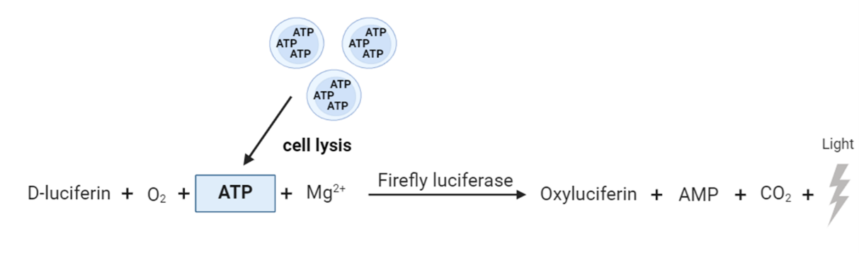 APExBIO - Luminescent ATP Cell Viability Assay Kit I