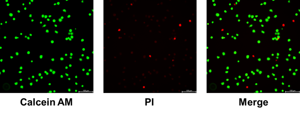 Live-Dead Cell Staining Kit I (Calcein AM/PI)