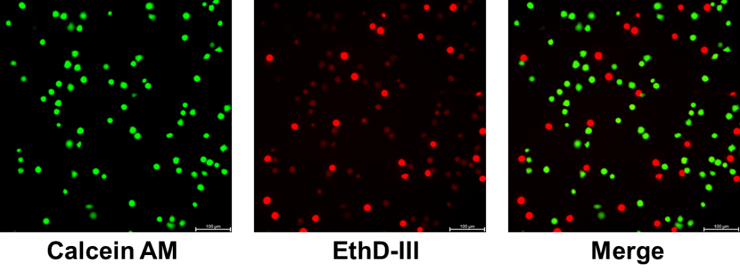 Live-Dead Cell Staining Kit II (Calcein AM/EthD-III) - Cell Viability ...